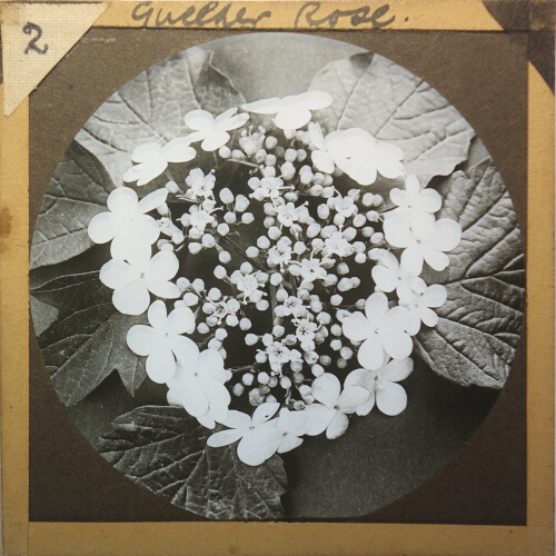 Magic Lantern Slide: Guelder Rose (slide)