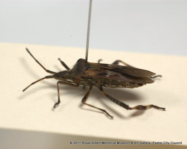 western conifer seed bug (insect: bug)
