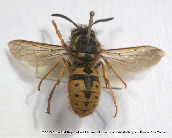 tree wasp (insect: wasp)