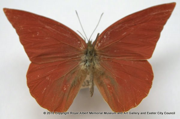 orange albatross butterfly (insect: butterfly)