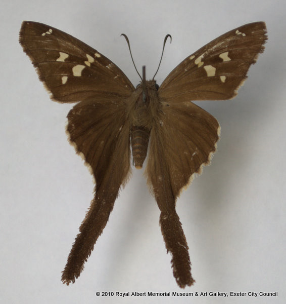 butterfly (insect: butterfly)