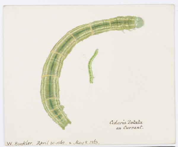 moth larva (drawing: moth larvae)