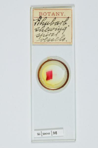 microscope slide: rhubarb (microscope slide)