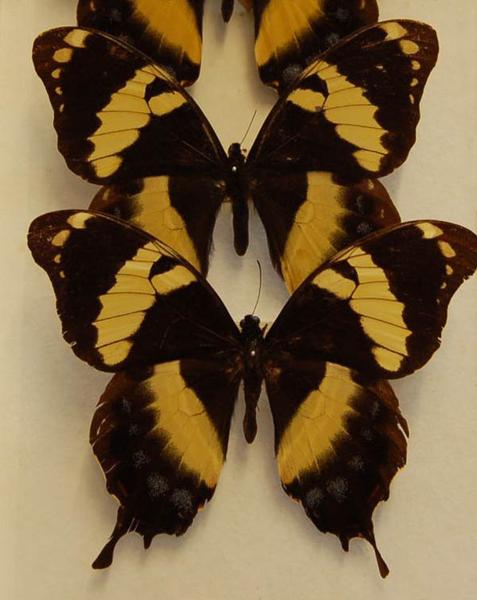 Homerus swallowtail butterfly (insect: butterfly)